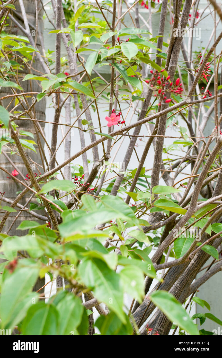 Jatropha tree hi-res stock photography and images - Alamy