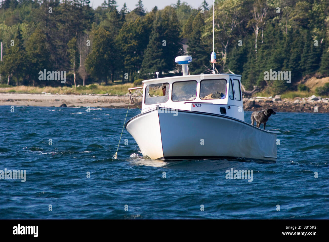Hauling lobsters in Maine Stock Photo - Alamy