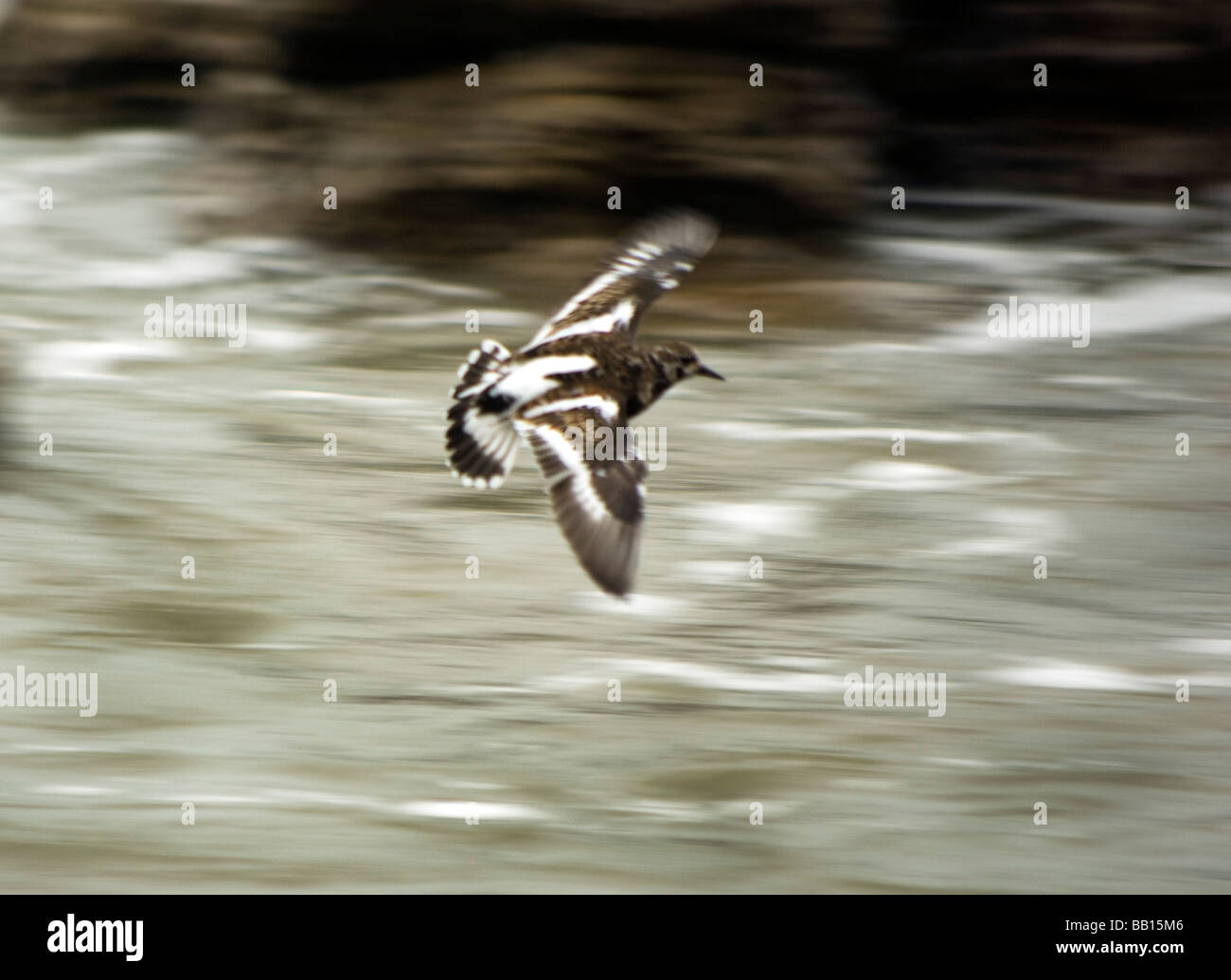 Turnstone flight hi-res stock photography and images - Alamy