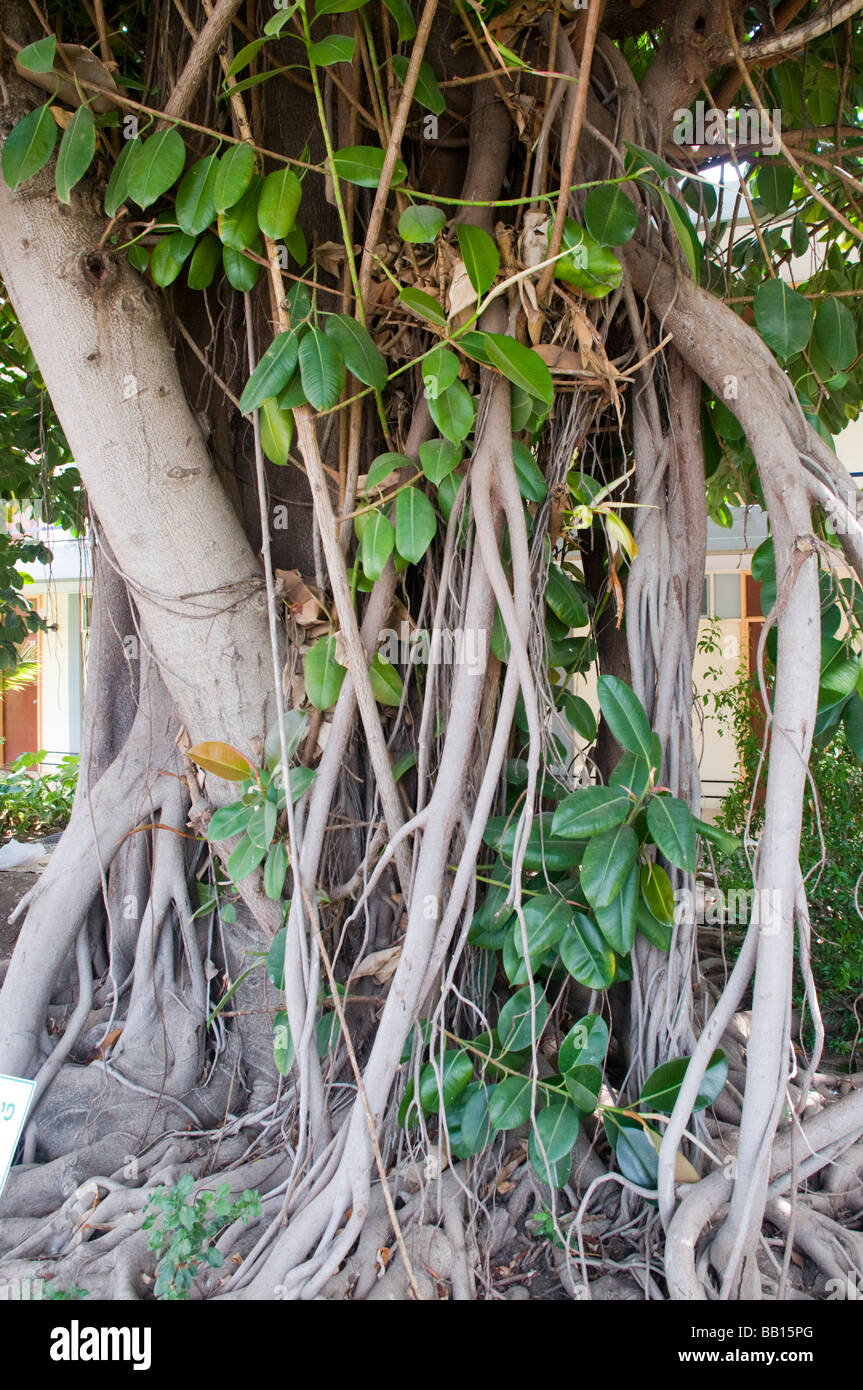 Ficus elastica also called the rubber fig Stock Photo - Alamy