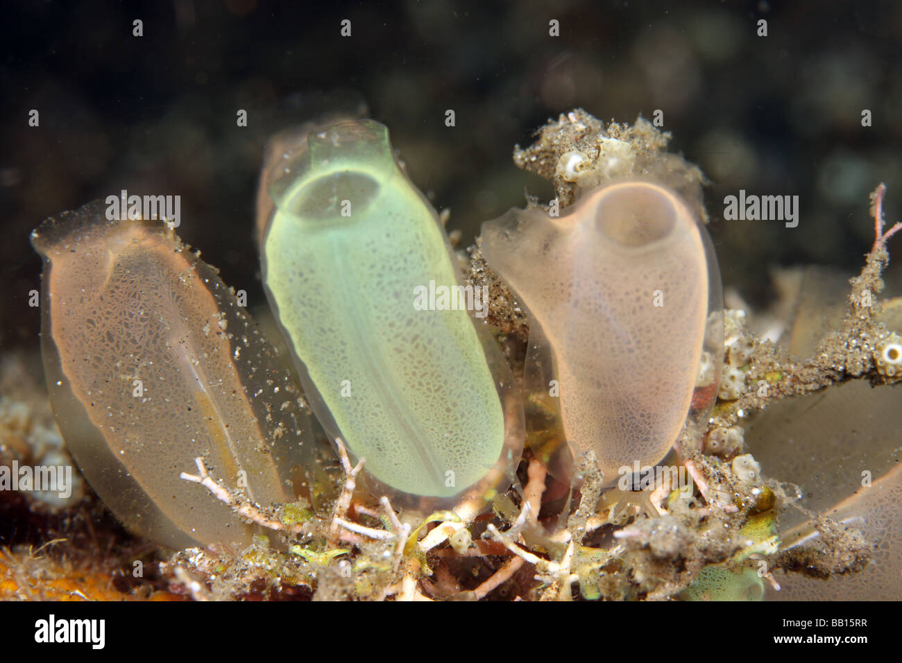 Tunicates hi-res stock photography and images - Alamy