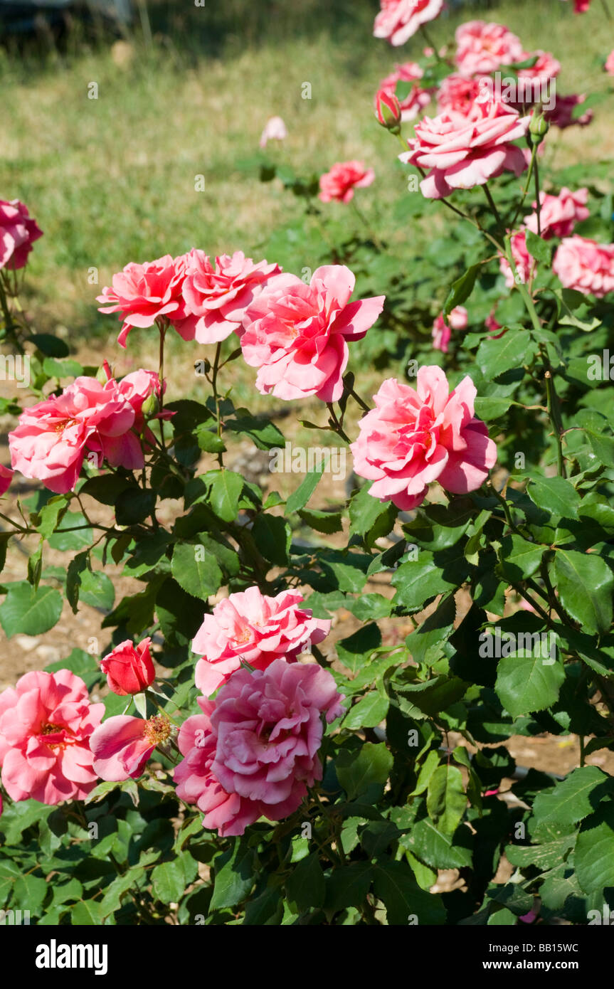 Pink rose bush Stock Photo - Alamy