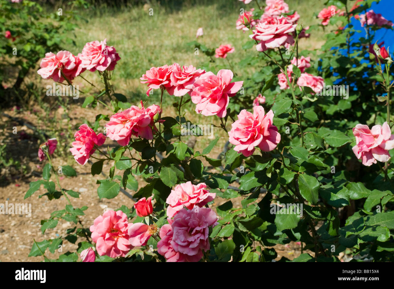 Pink rose bush Stock Photo - Alamy