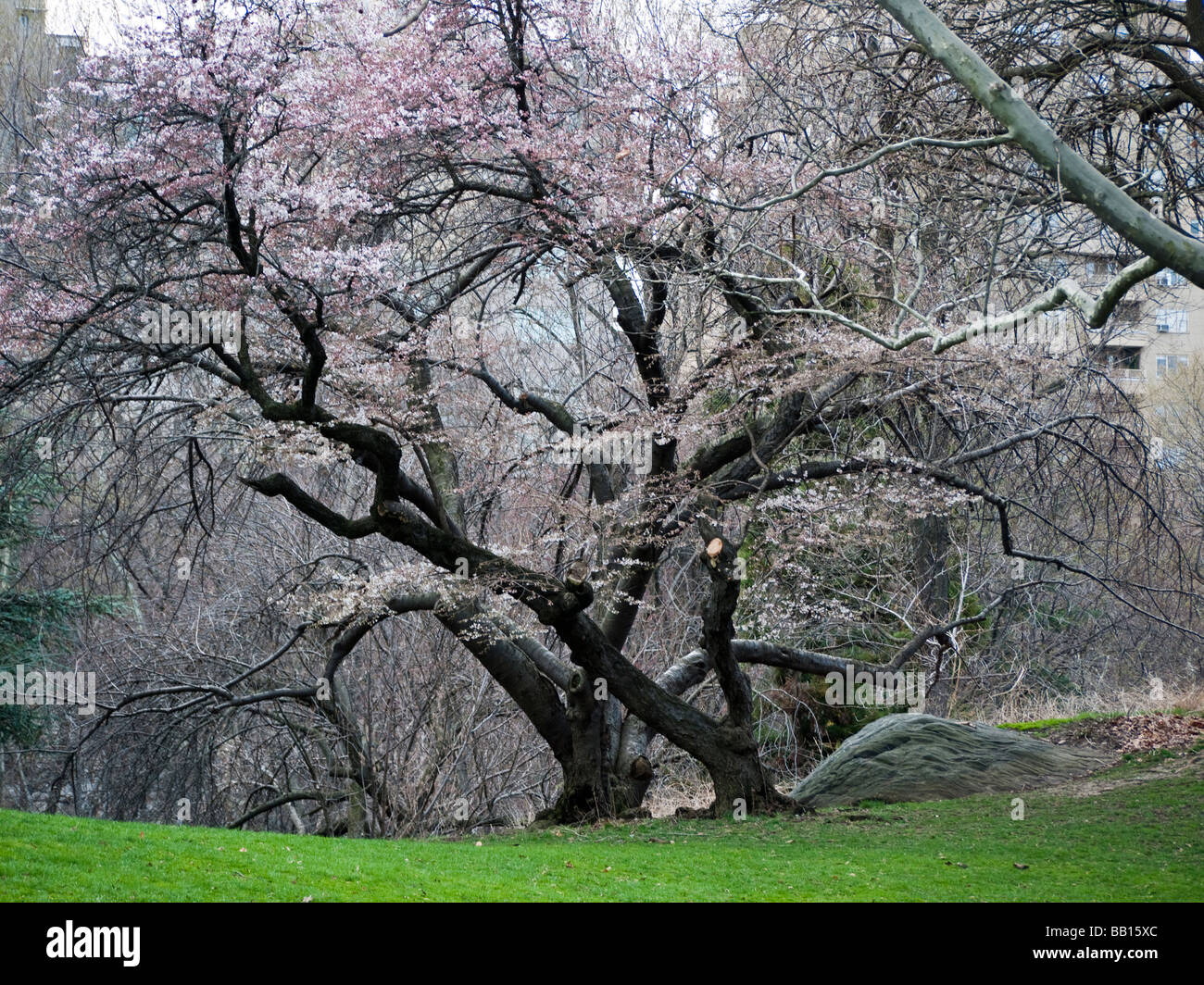 Spring in Central Park Cherry trees are in bloom Stock Photo - Alamy