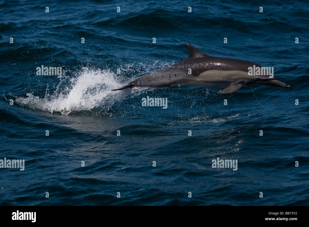 Kapdelfin Long beaked Common Dolphin Delphinus capensis leaping Baja ...