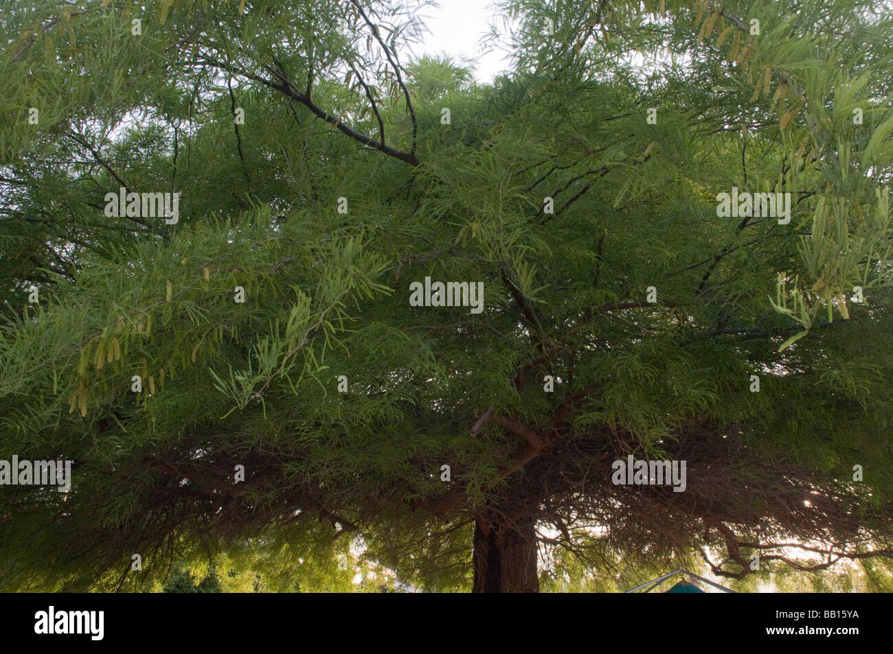 Prosopis alba white carob tree Stock Photo - Alamy