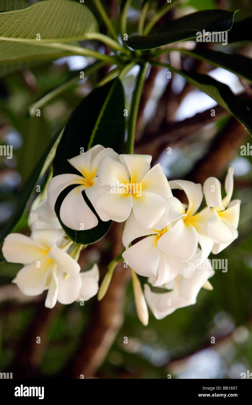 Native frangipani hi-res stock photography and images - Alamy