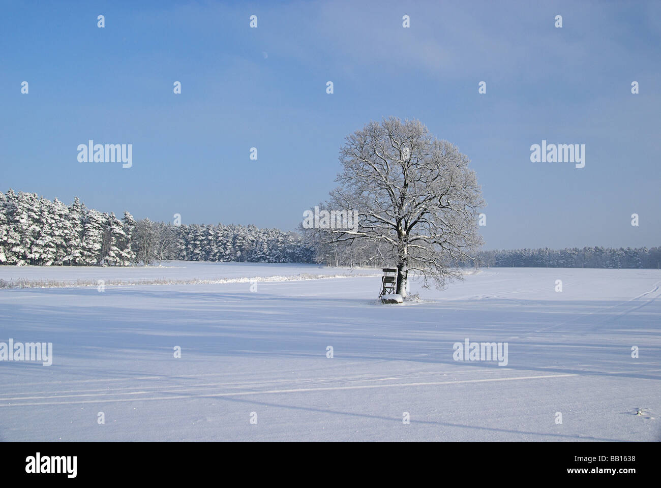 Baum im Winter tree in winter 02 Stock Photo - Alamy