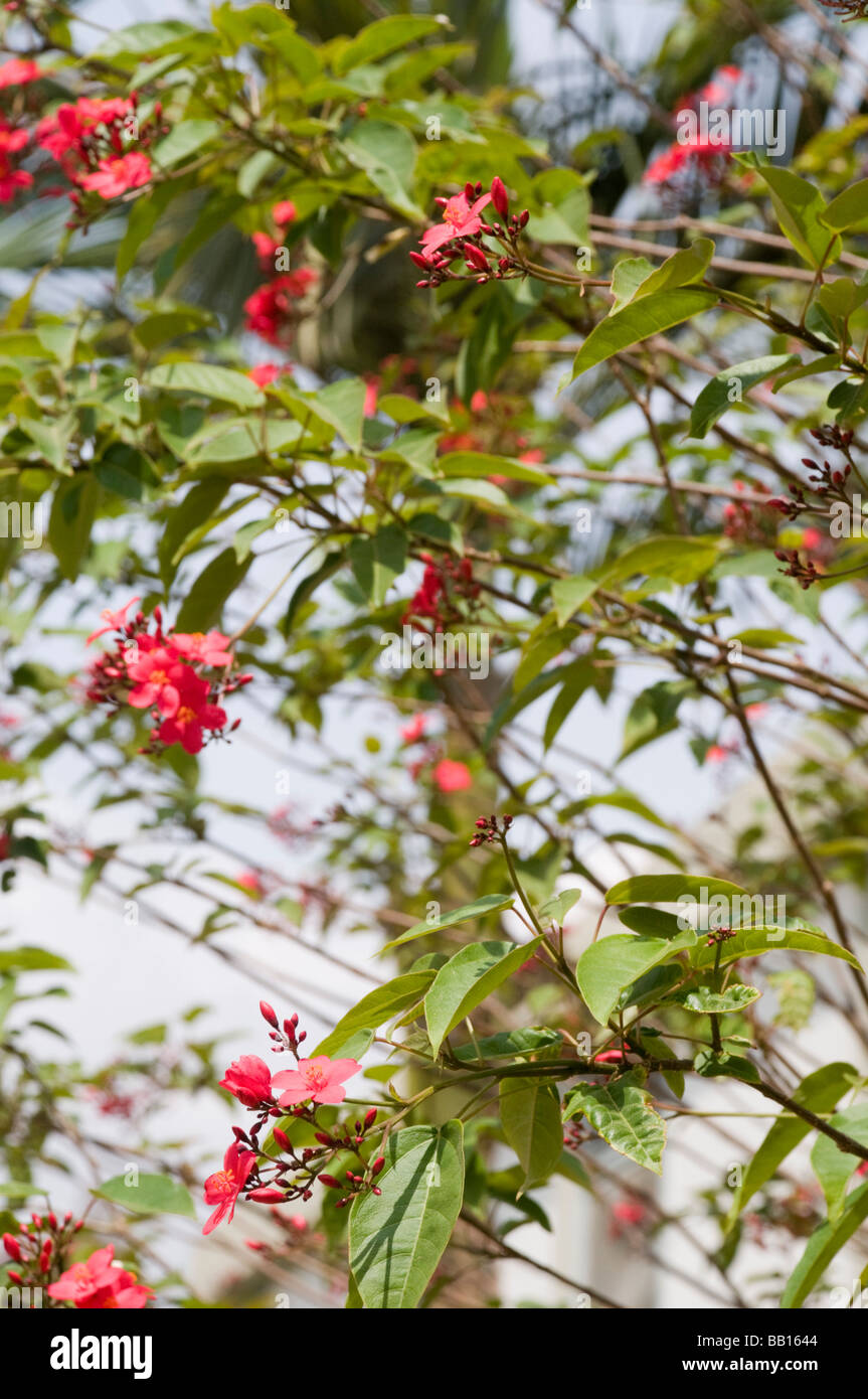 Red flowers on a Jatropha integerrima commonly known as Peregrina or ...
