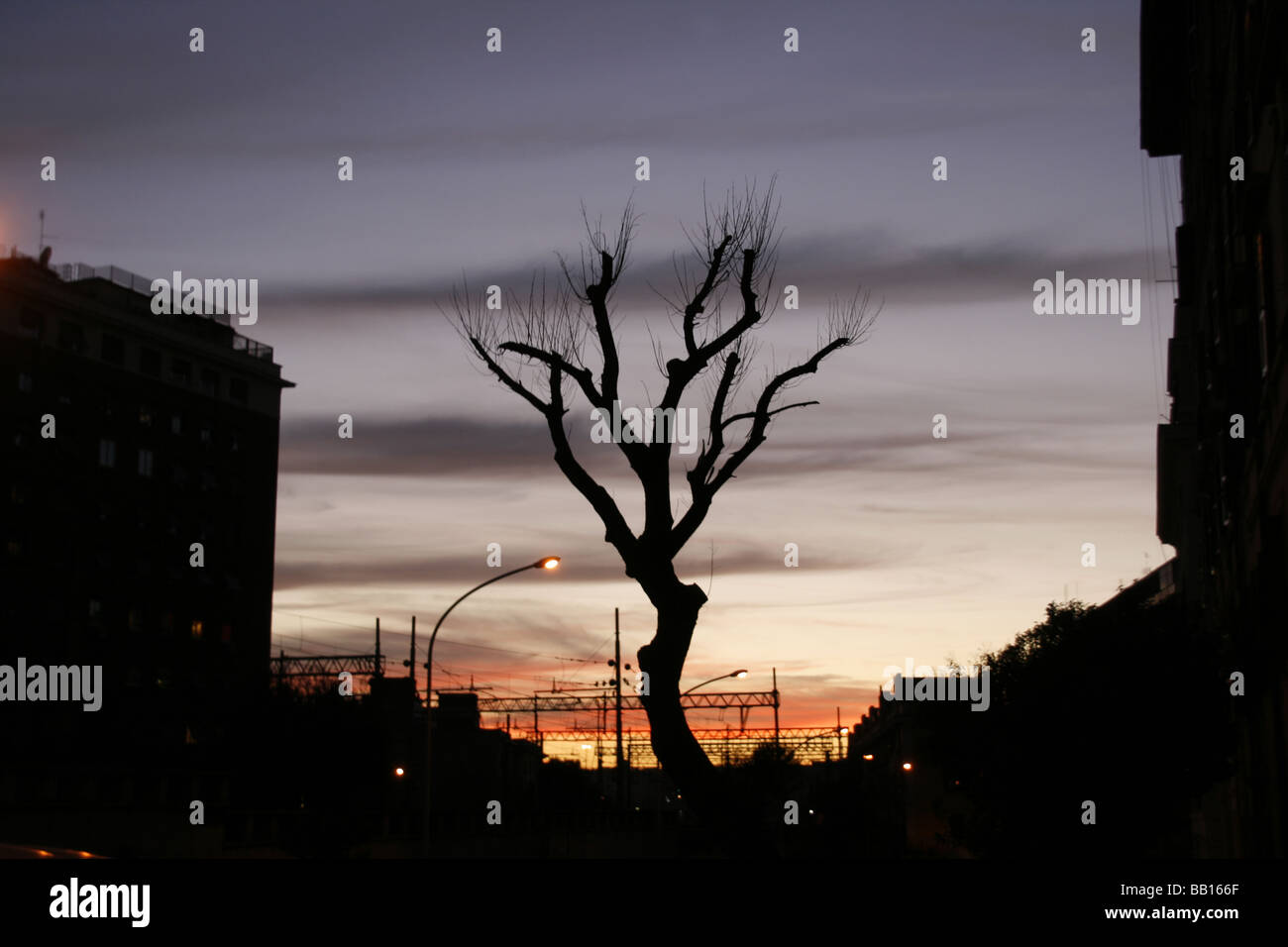red sunset and single bare tree over an urban city landscape Stock ...