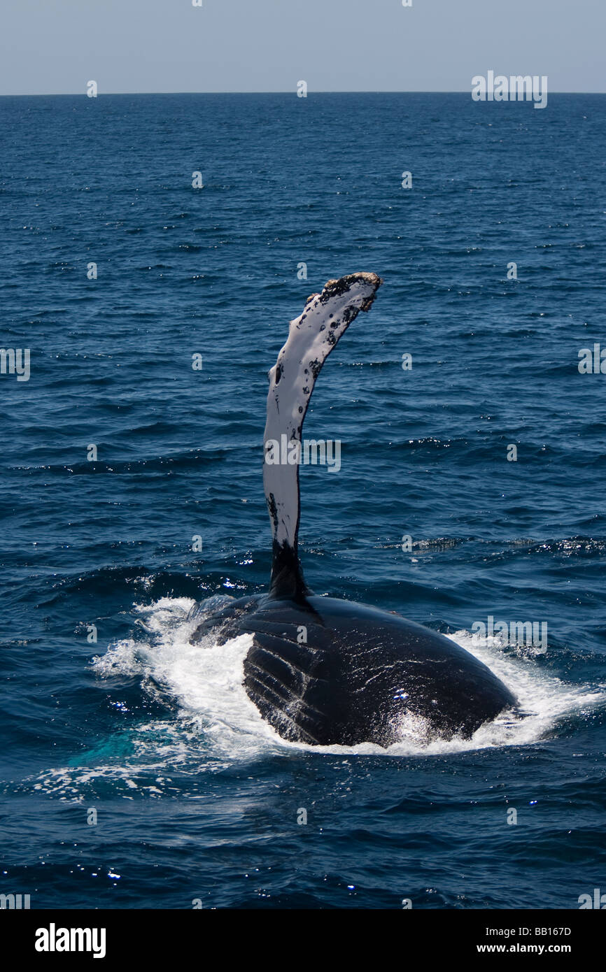 Humpback Megaptera novaeanglia Buckelwal flipper slapping Gorda Banks ...