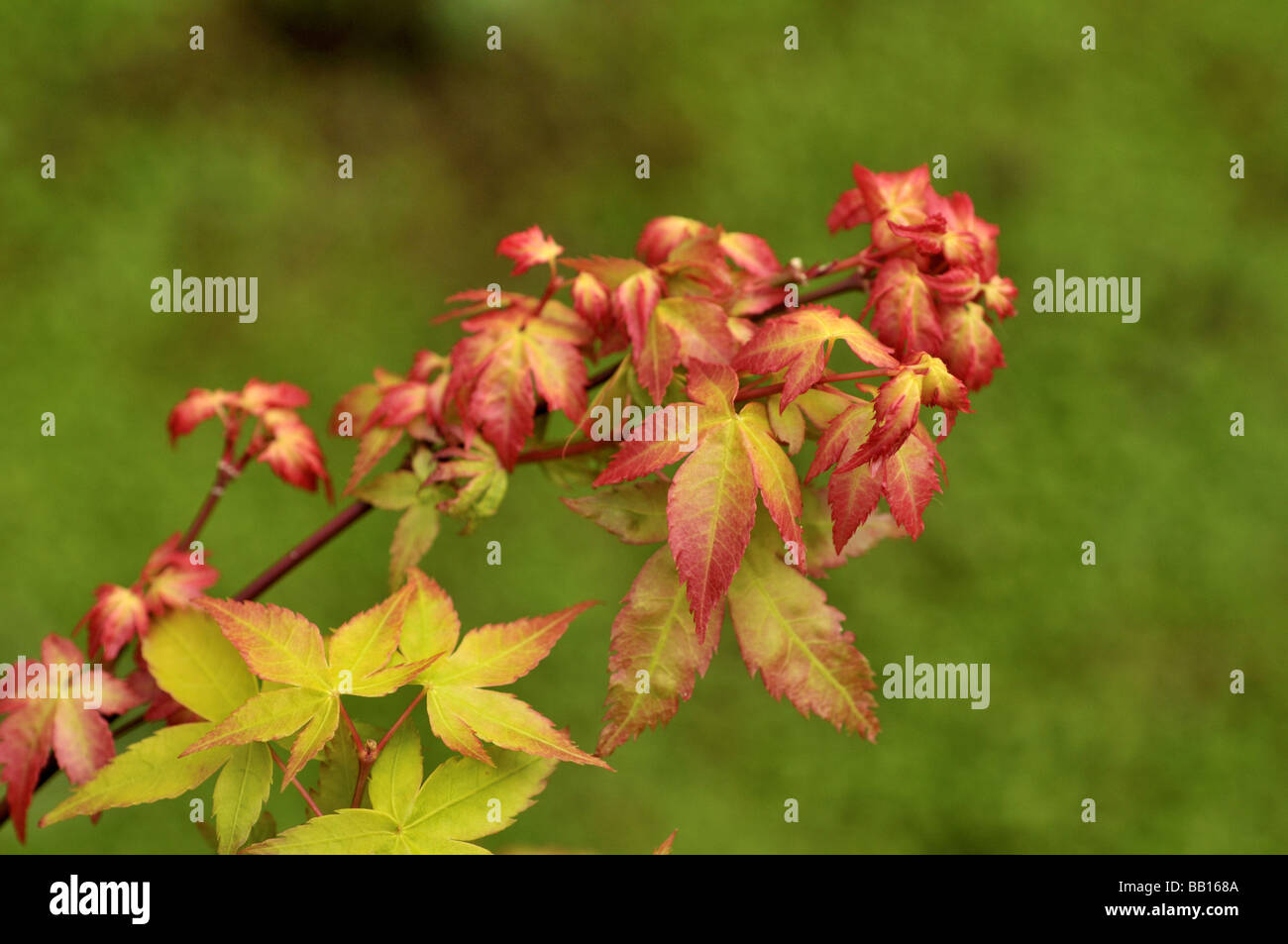 Acer Little Princess. Acer palmatum Mapi-no-machihime Stock Photo - Alamy