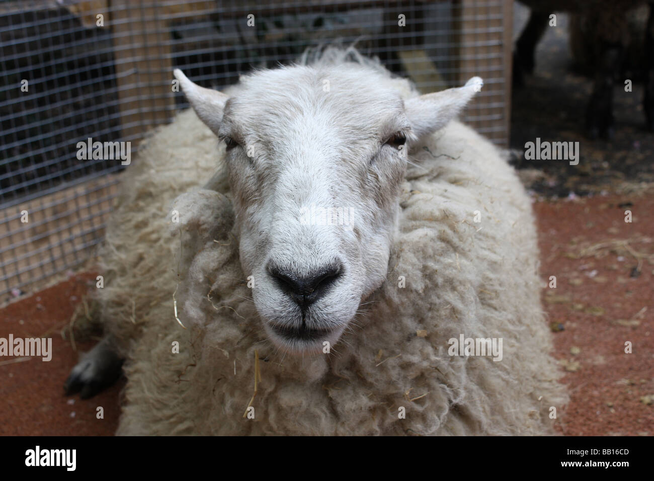 sheep at the zoo Stock Photo - Alamy
