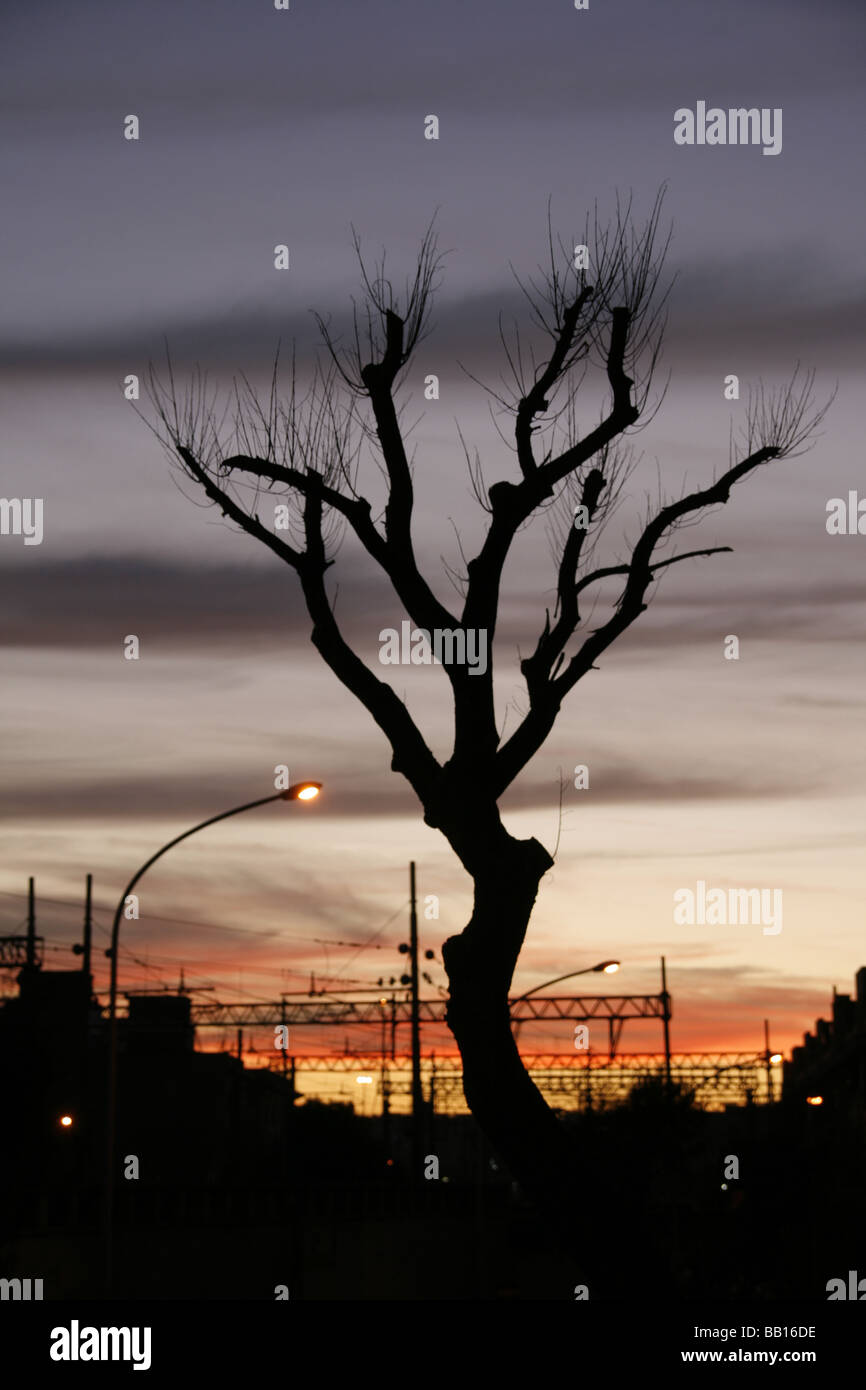 red sunset and single bare tree over an urban city landscape Stock ...