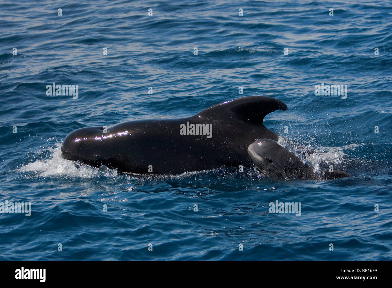 Short finned Pilot Whale Globicephala macrorhynchus Pilotwal mother and ...