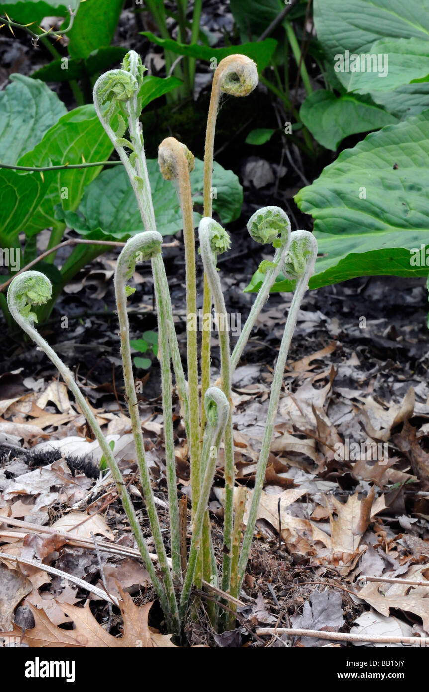 Group of fiddlehead ferns edible and considered a delicacy by some ...