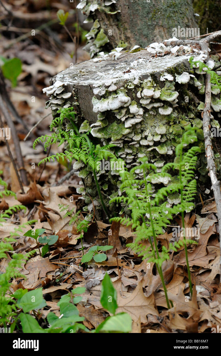 Tree stump and fungi hi-res stock photography and images - Alamy