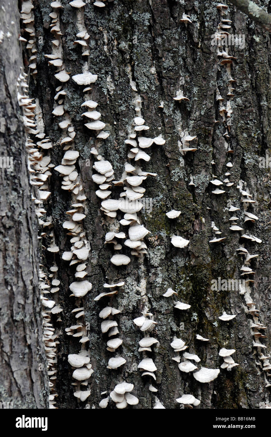 Close up of tree bark with fungi growing Stock Photo - Alamy
