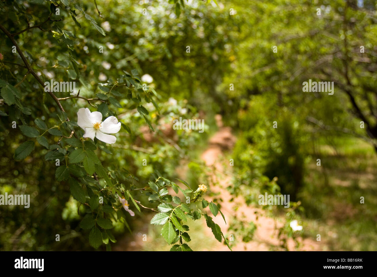 Wild flower in Morocco Stock Photo - Alamy