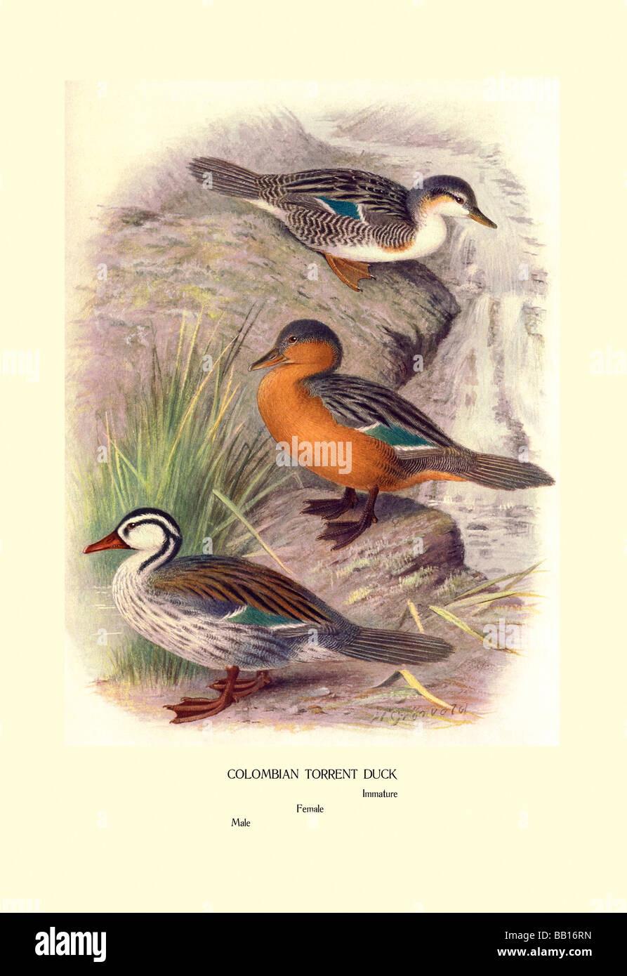 Colombian birds hi-res stock photography and images - Alamy