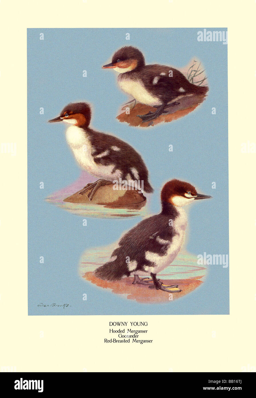 Three Downy Young Ducks Stock Photo - Alamy