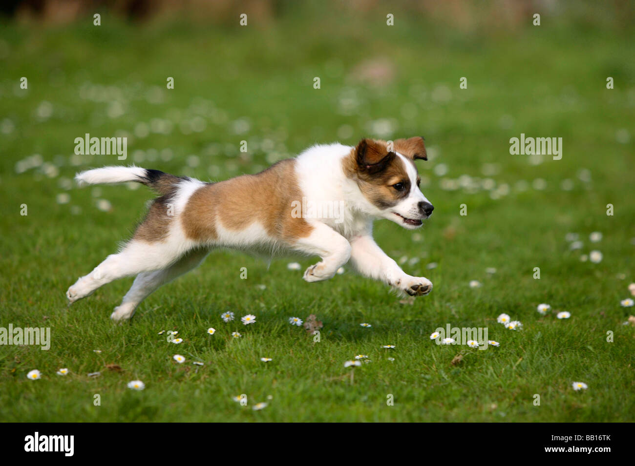 Kromfohrländer puppy hi-res stock photography and images - Alamy