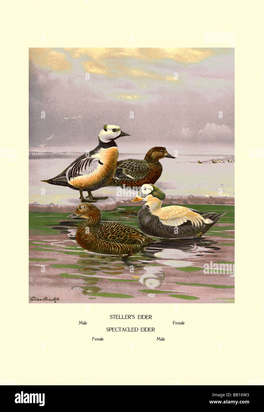 Stellars and Spectacled Eiders Stock Photo - Alamy