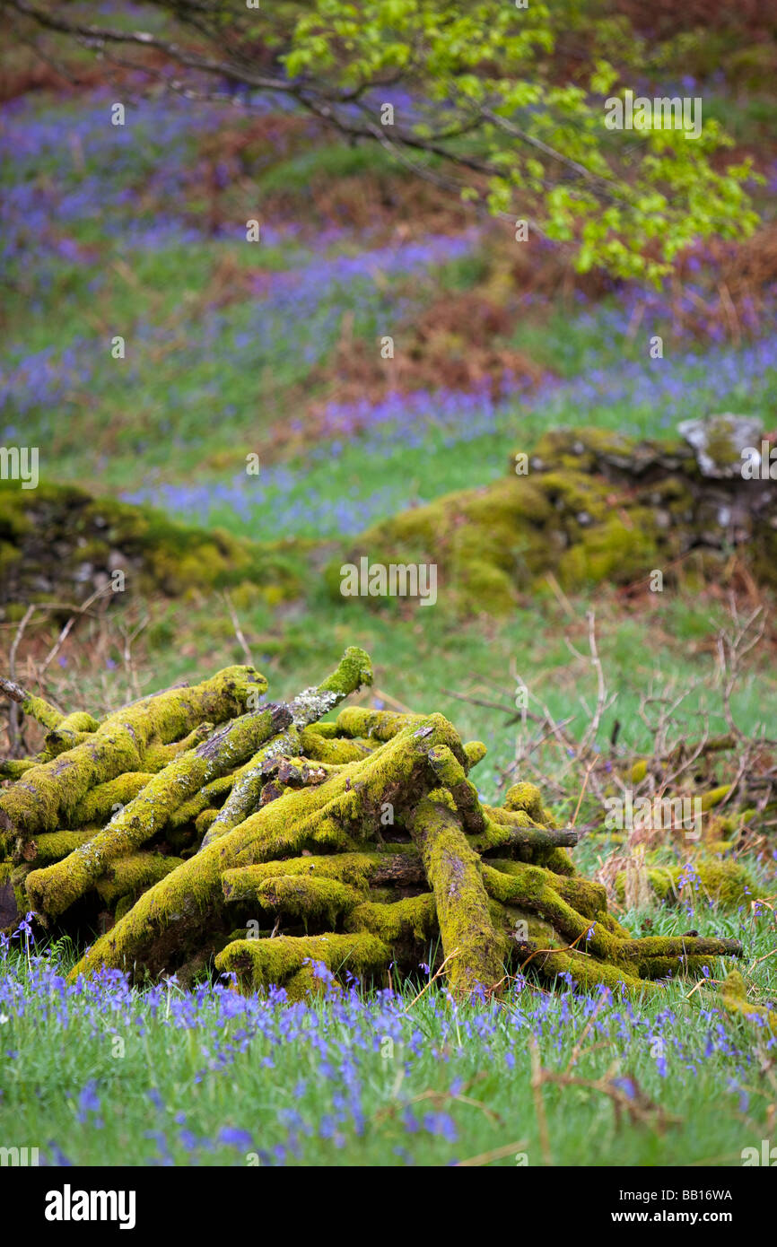 Log piles for wildlife hi-res stock photography and images - Alamy