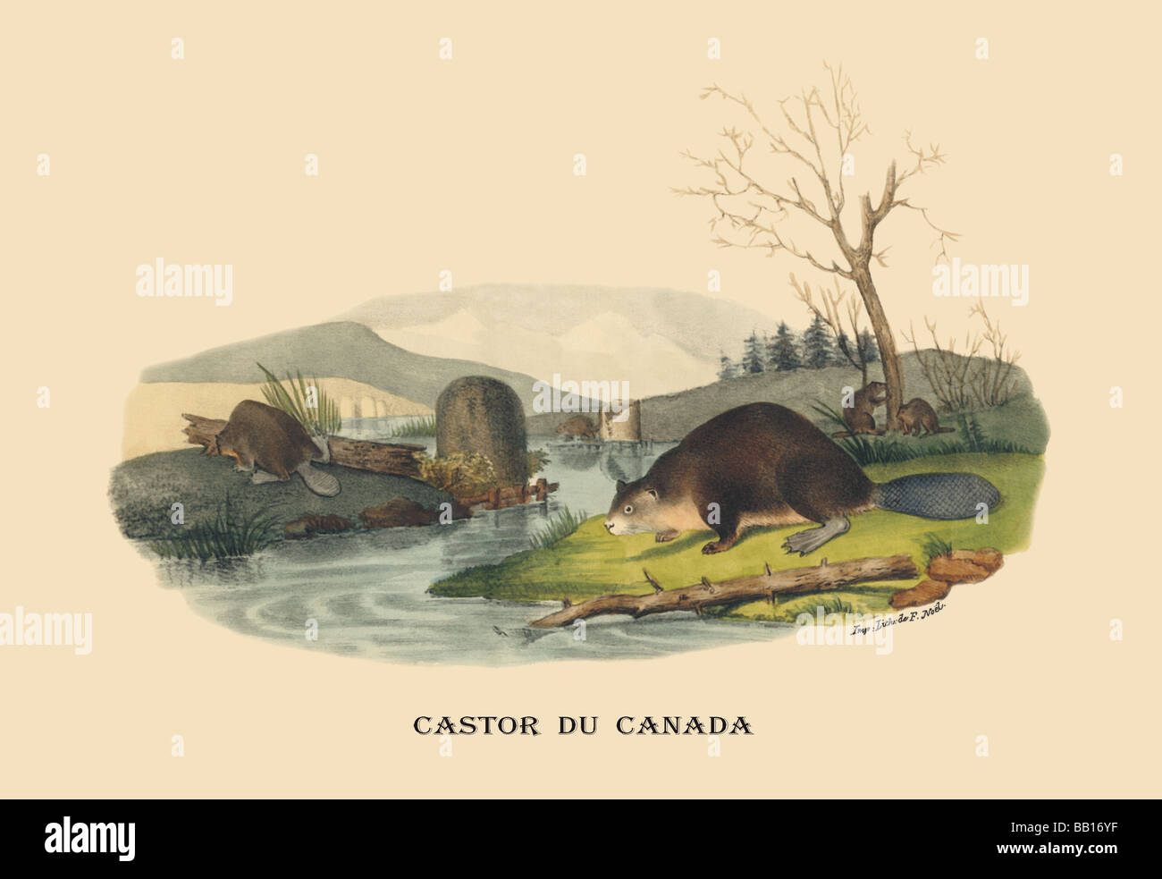 Castor Du Canada High Resolution Stock Photography and Images - Alamy
