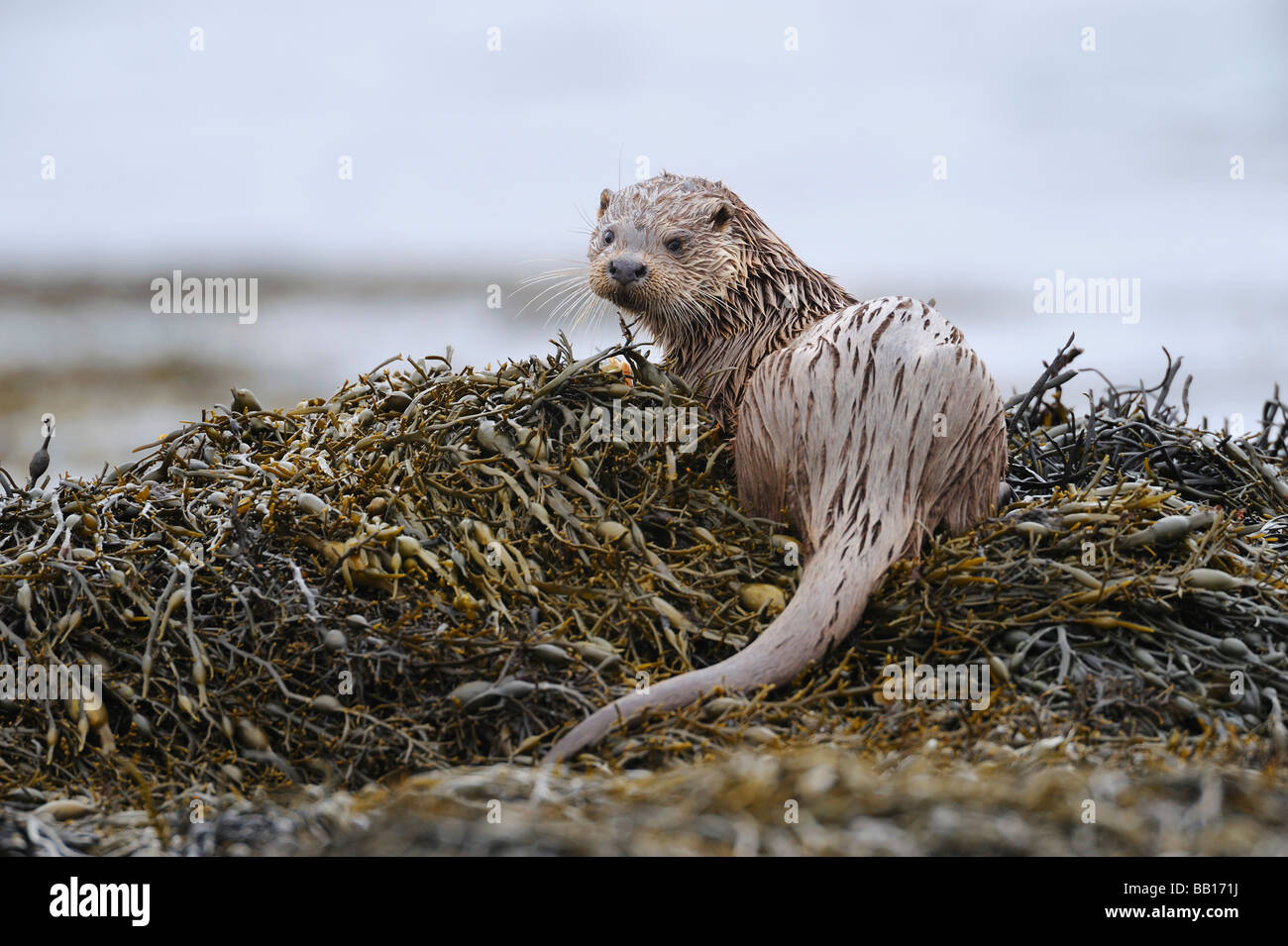 Otter sitting on rocks hi-res stock photography and images - Alamy