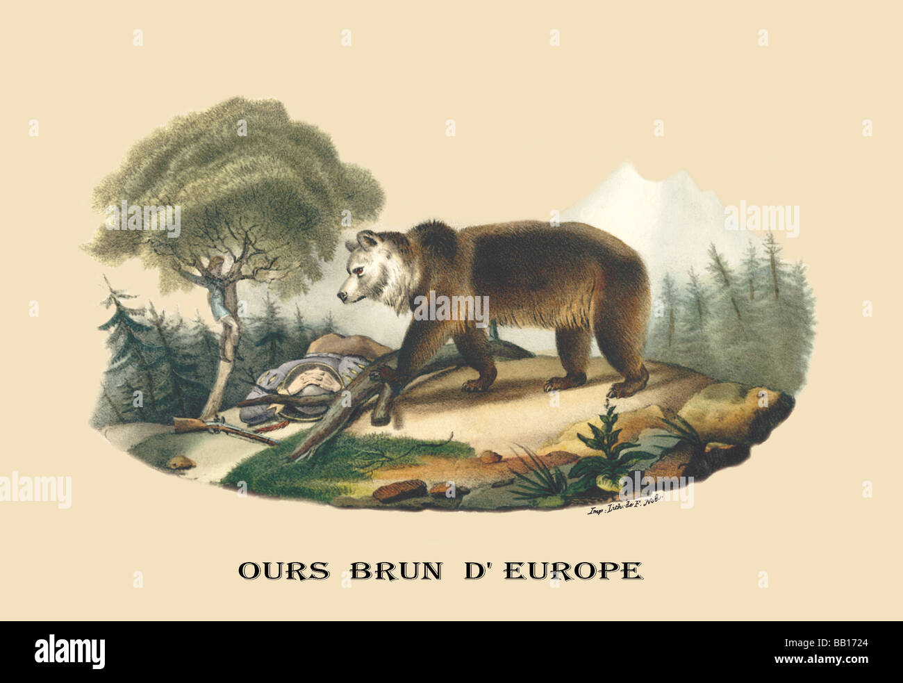 Ours Brun d'Europe (European Brown Bear Stock Photo - Alamy