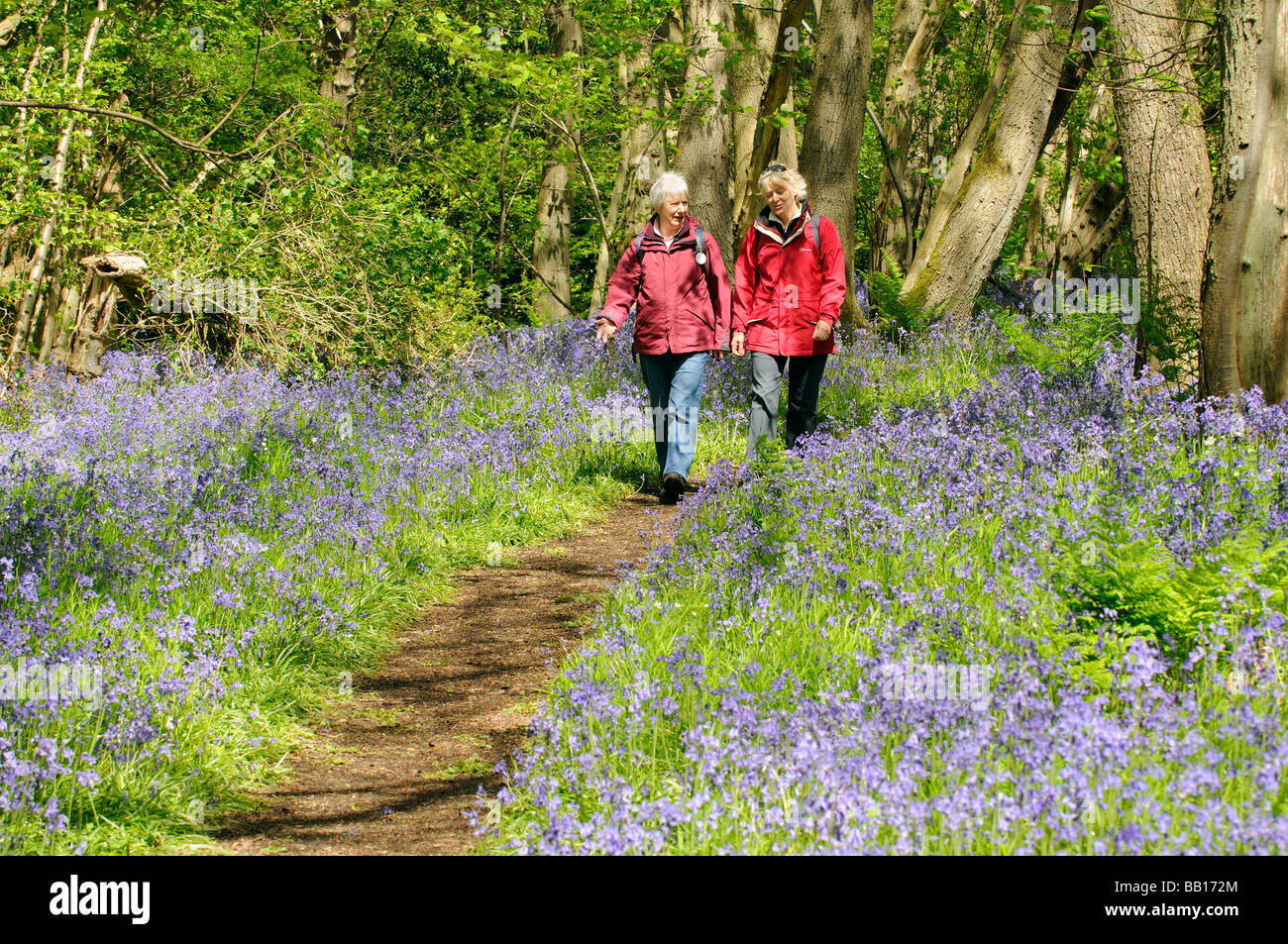 Ramblers walking on a public footpath and right of way through a ...