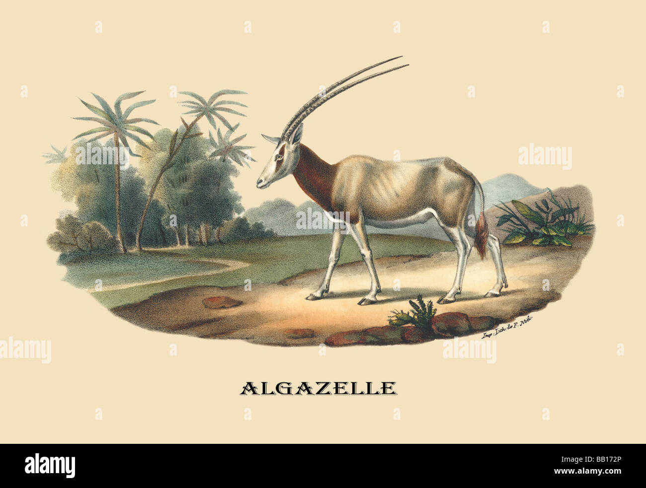 Algazelle hi-res stock photography and images - Alamy