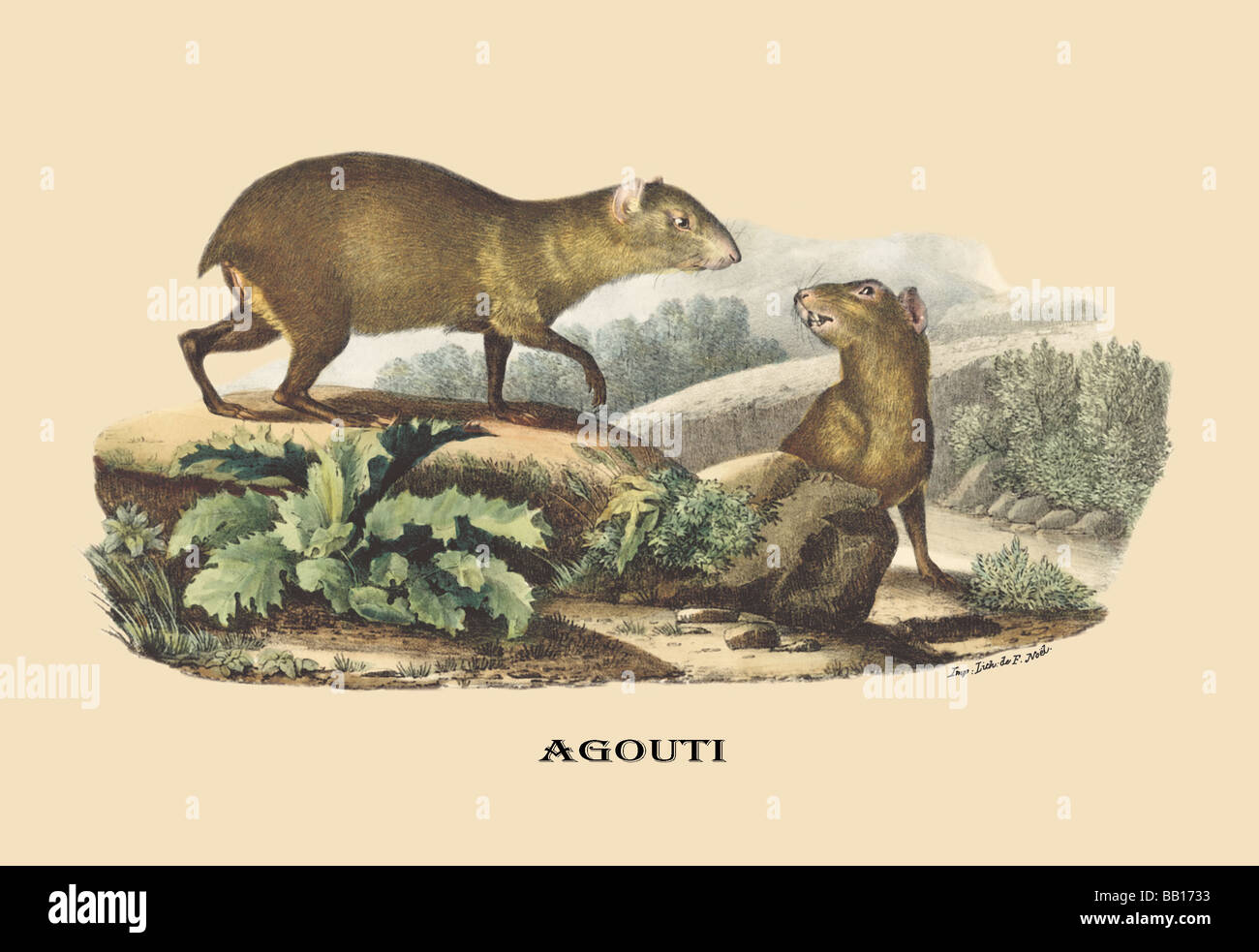 Agouti cats hi-res stock photography and images - Alamy