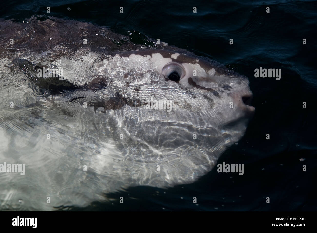 Mola hi-res stock photography and images - Alamy