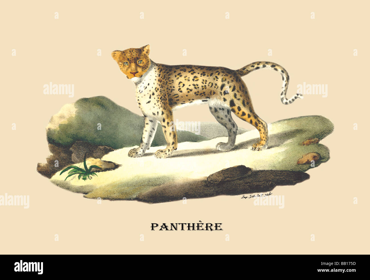 Panther panthere hi-res stock photography and images - Alamy
