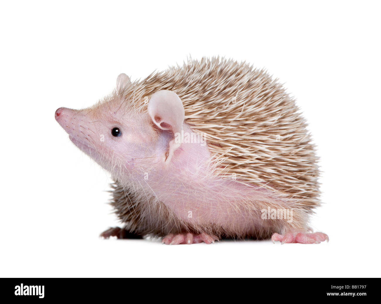 Lesser Hedgehog Tenrec Echinops telfairi in front of a white background ...