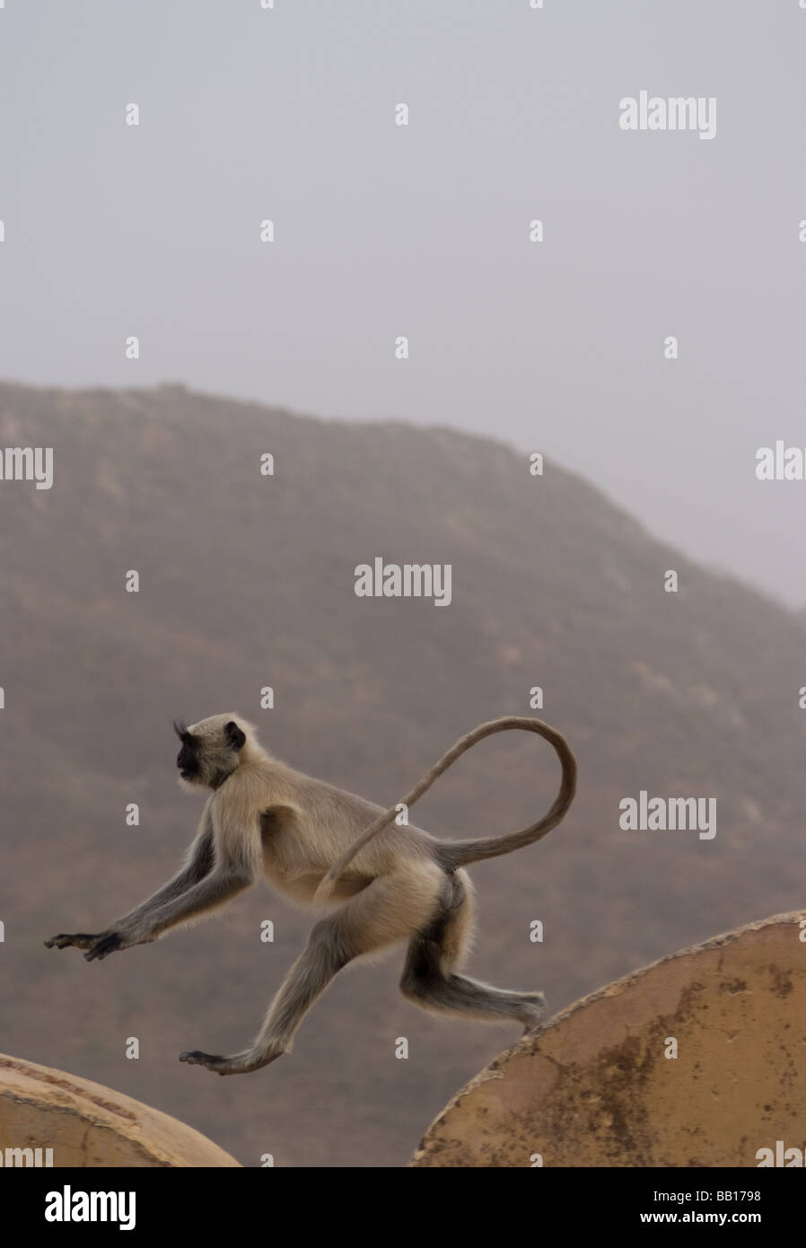 jumping black-faced hanuman langurs monkey India . red fort Jaipur ...