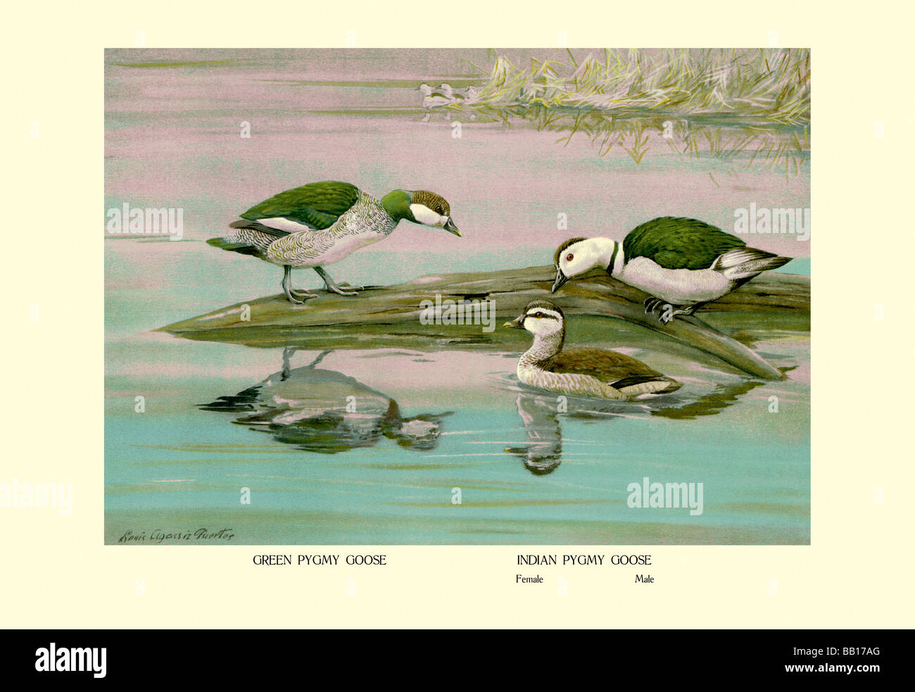 Green pygmy goose hi-res stock photography and images - Alamy