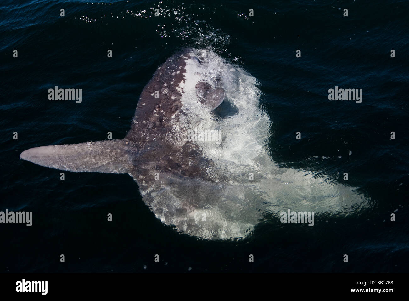 Mondfisch Mola mola Ocean sunfish swimming at surface Baja California ...