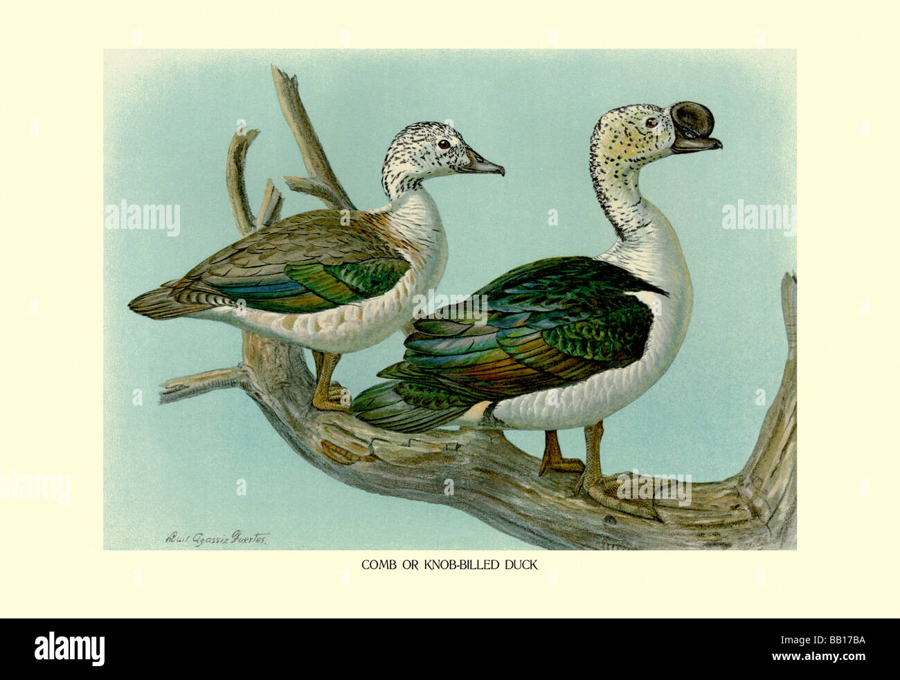 Knob billed ducks hi-res stock photography and images - Alamy