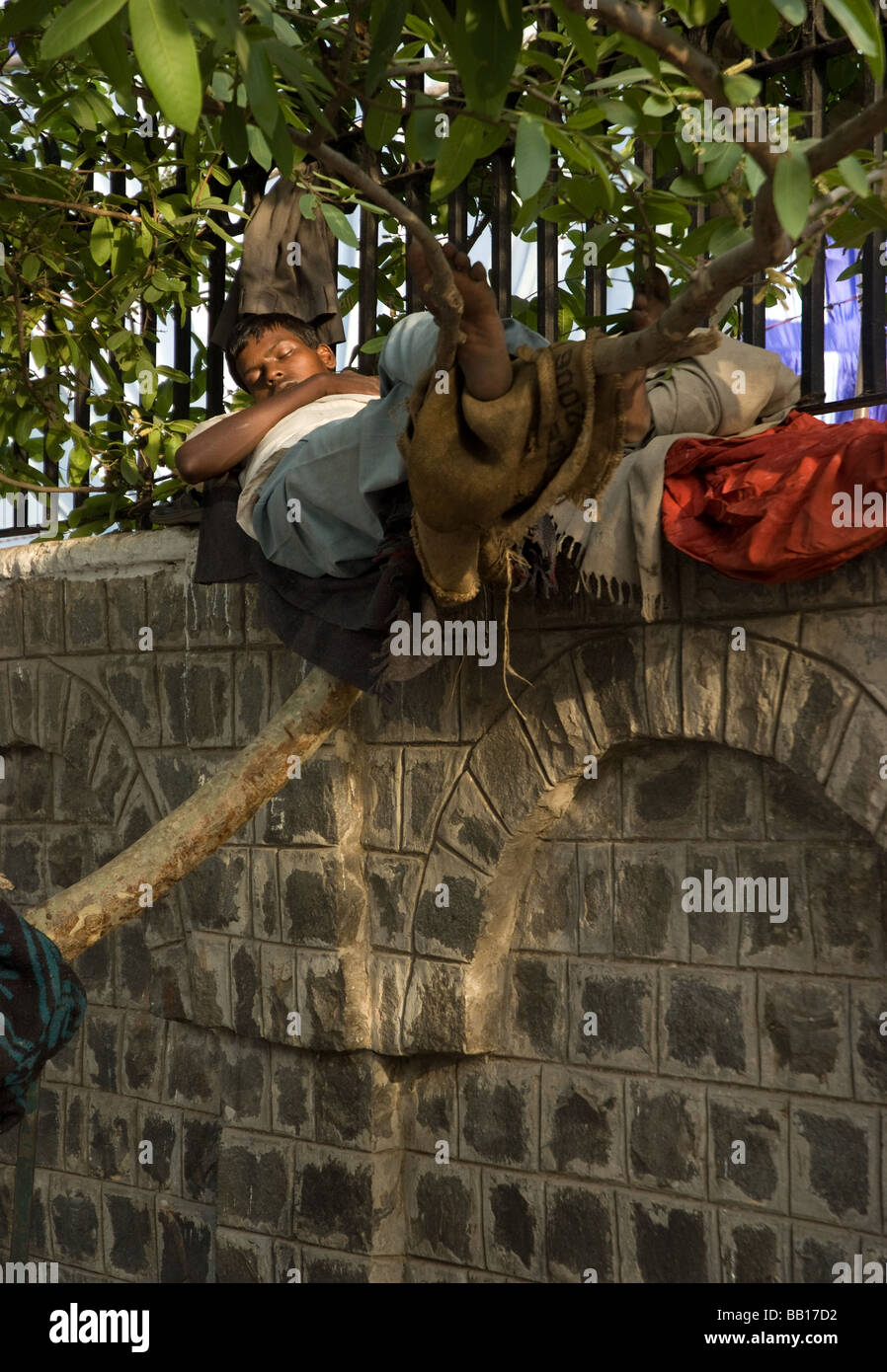 man sleeping in a tree in the city of Delhi Stock Photo - Alamy