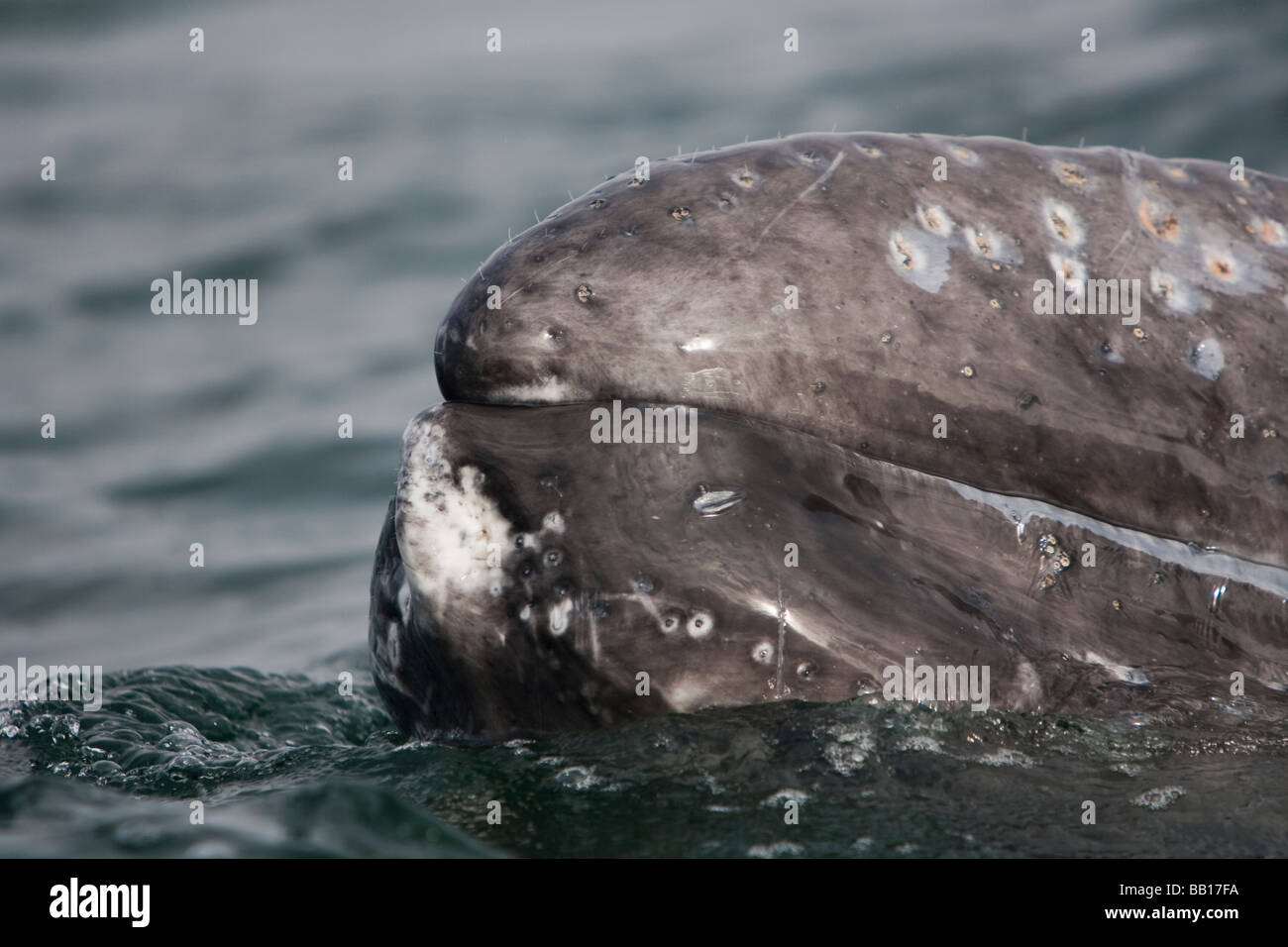 Eschrichtiidae hi-res stock photography and images - Alamy