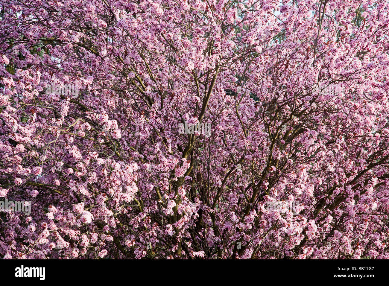 Ornamental cherry (Prunus Stock Photo - Alamy