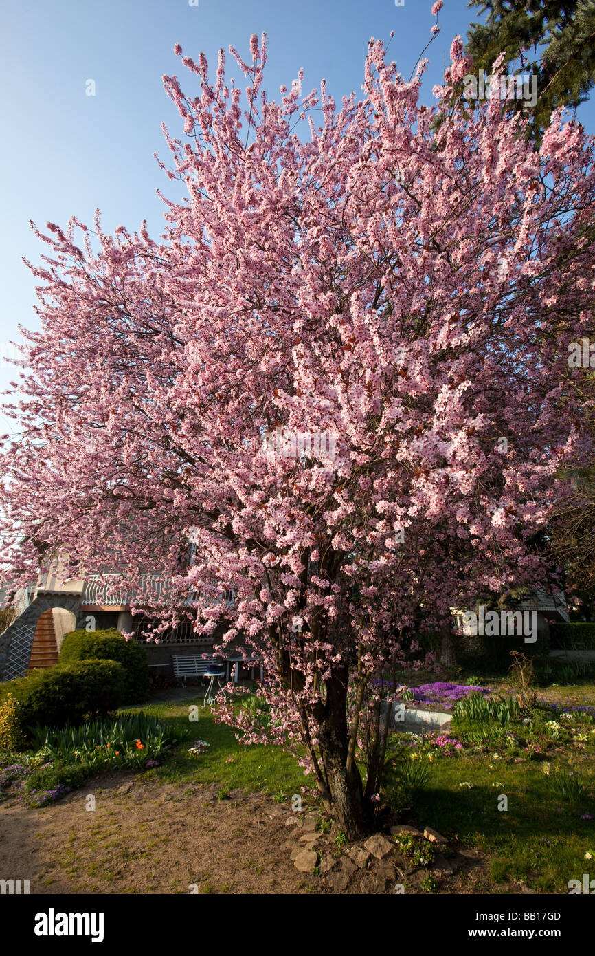 Ornamental cherry tree (Prunus) in garden Stock Photo - Alamy