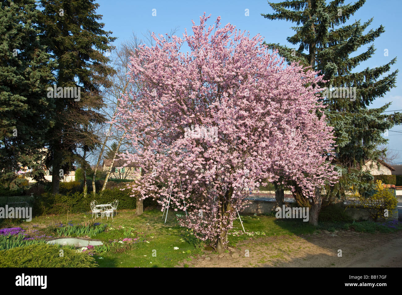 Ornamental cherry tree (Prunus) in garden Stock Photo - Alamy