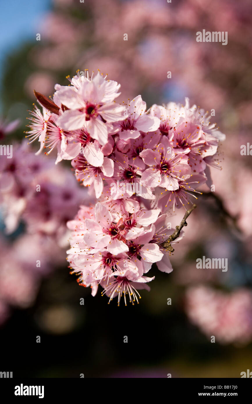 Ornamental cherry (Prunus Stock Photo - Alamy