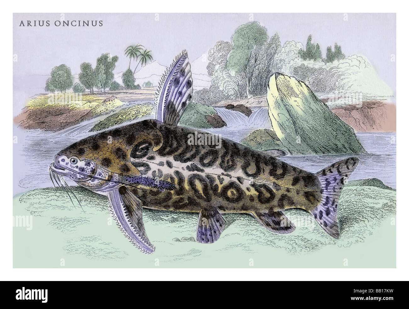 Arius hi-res stock photography and images - Alamy