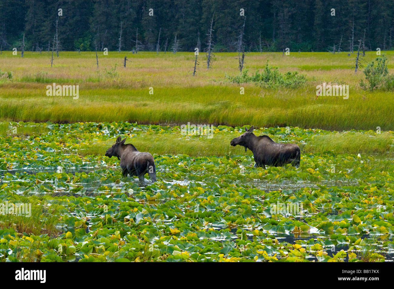 Two moose running through the marsh in Alaska Stock Photo - Alamy
