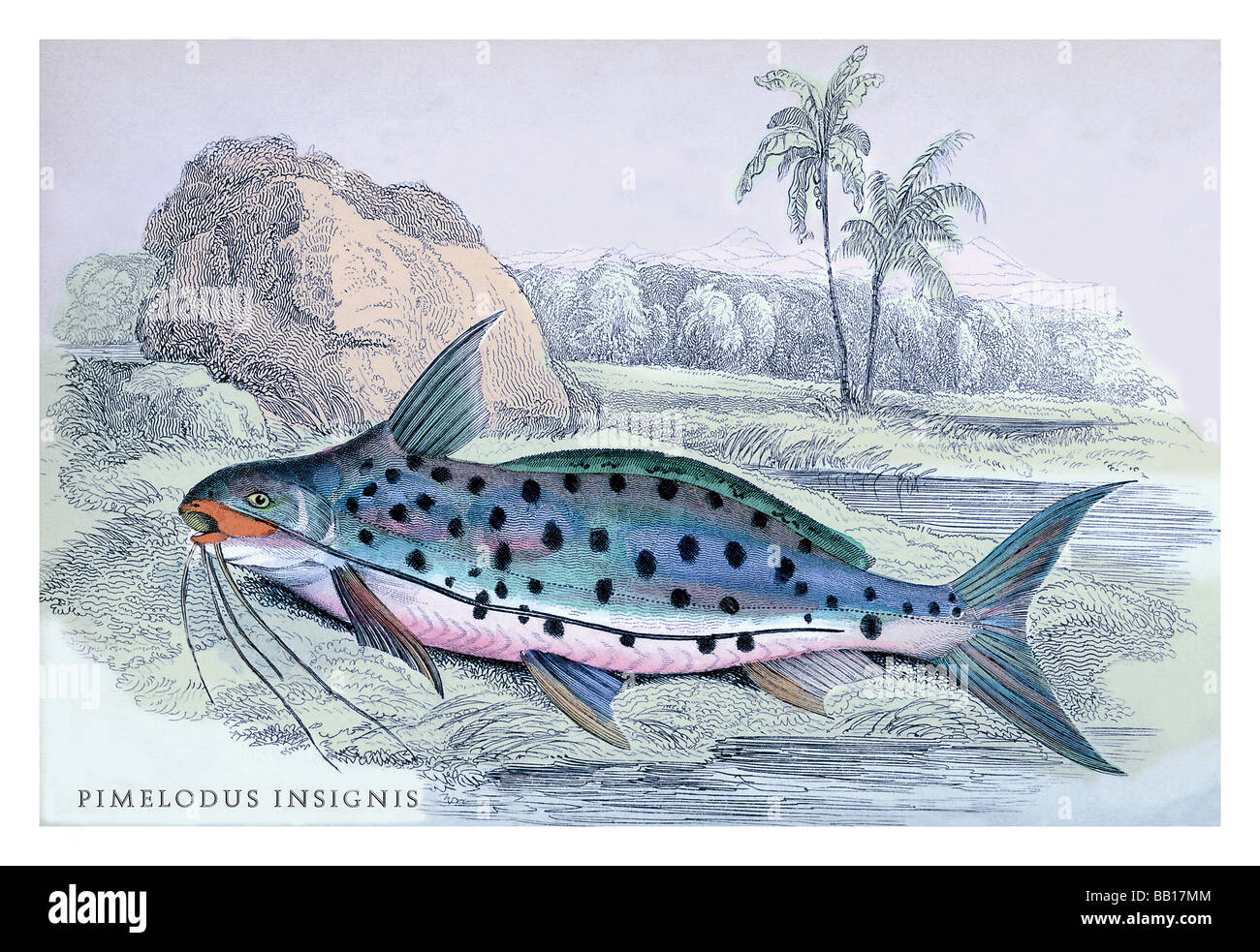Pimelodus High Resolution Stock Photography and Images - Alamy